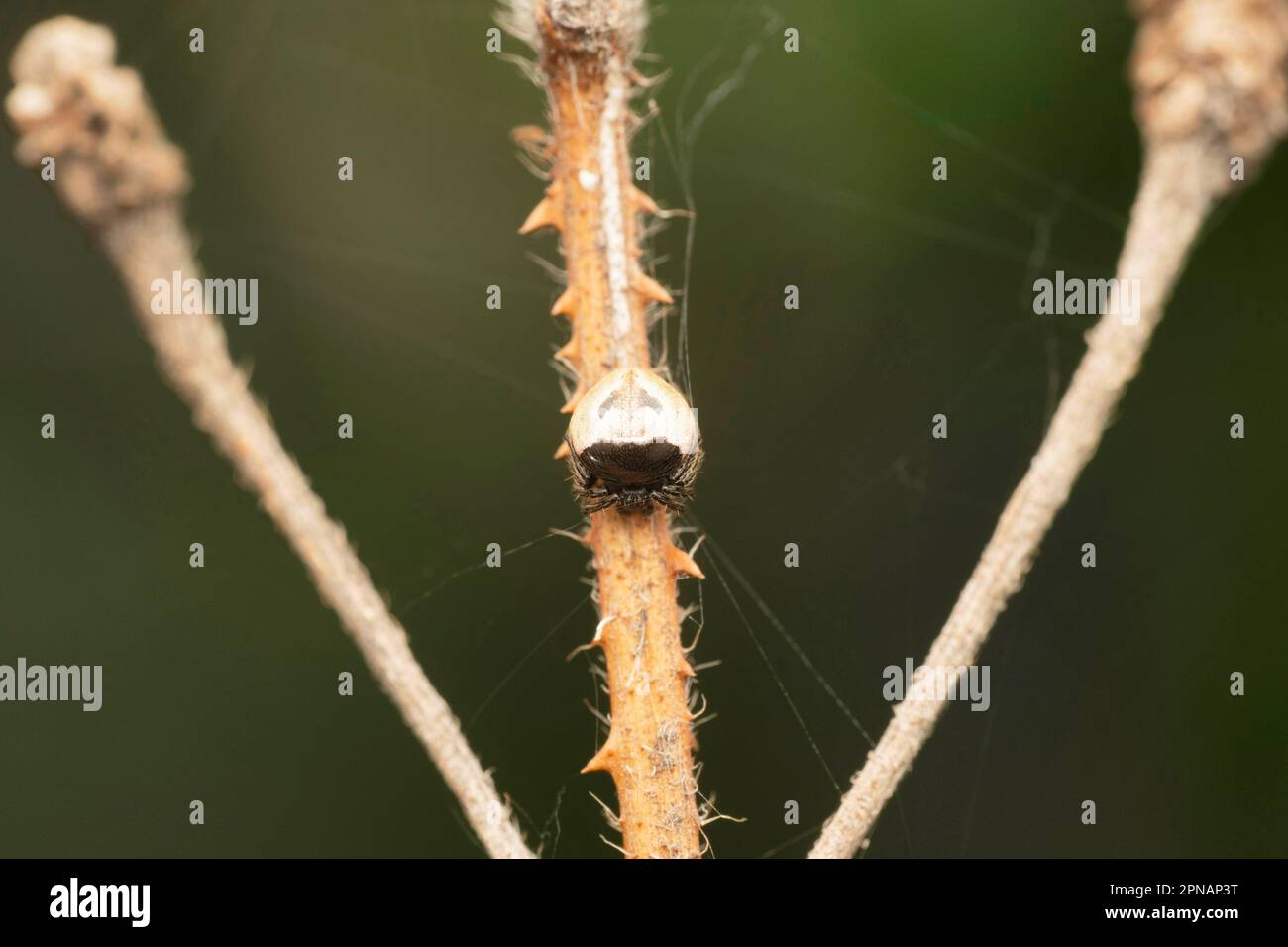 Heart shaped Comb footed spider, Euryopis gertschi, Satara, Maharashtra ...
