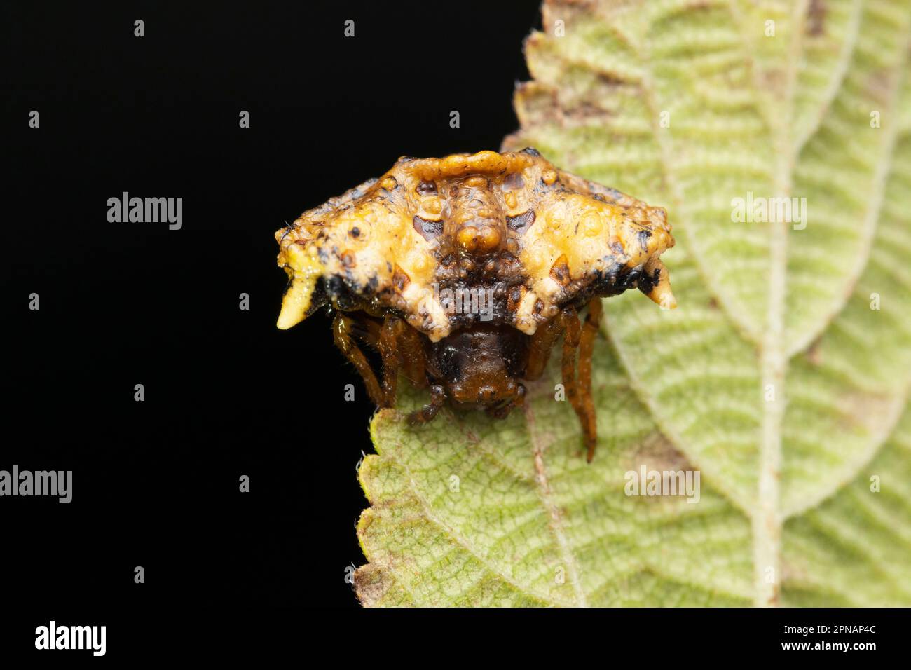 Lighter varient of Bird dung mimic spider, Pasilobus kothigarus, Satara ...