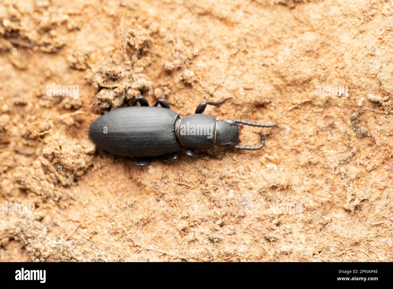 Mealworm Beetles, Tenebrio molitor, Satara, Maharashtra, India Stock ...