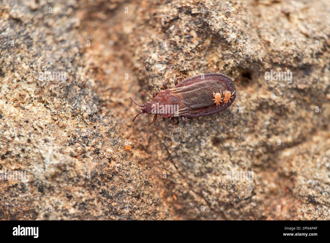 Assasin bug nymph, Tridodoma sp carrying mites, Satara, Maharashtra ...