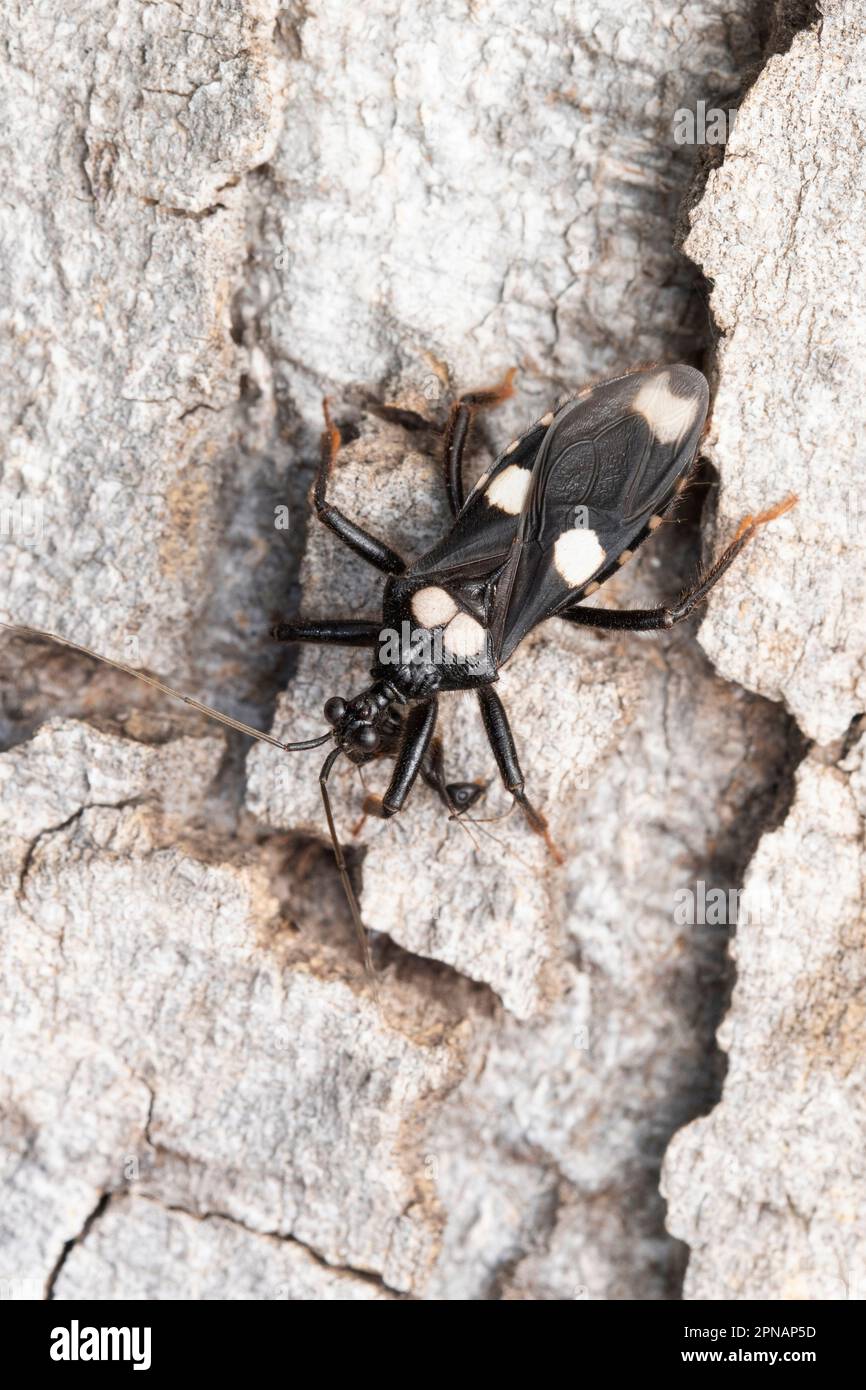 Acanthaspis angularis hi-res stock photography and images - Alamy