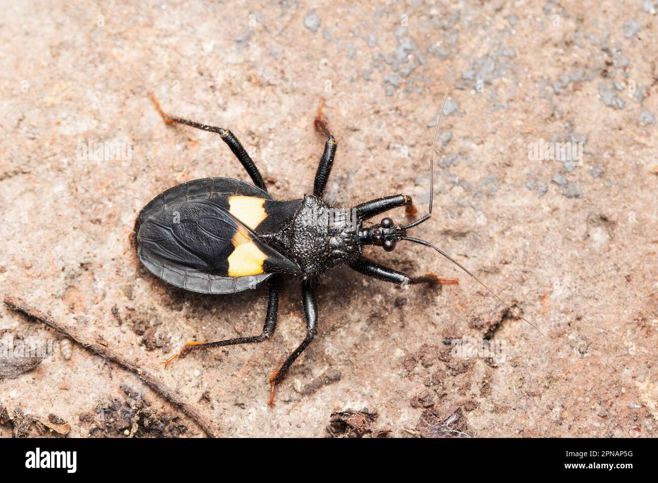 Platymeris guttatipennis hi-res stock photography and images - Alamy