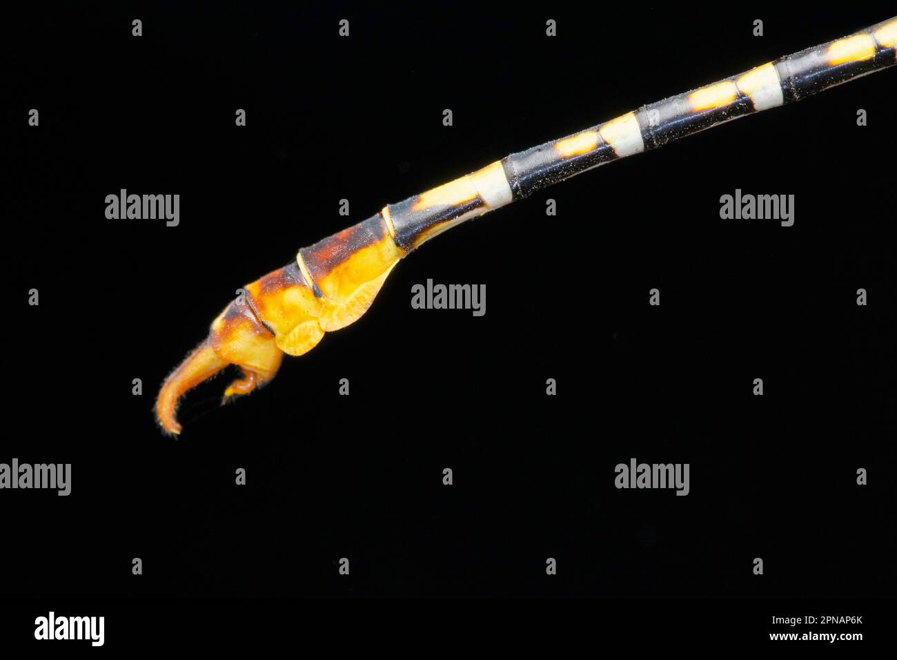 Tail structure of river clubtailed dragonfly hi-res stock photography ...