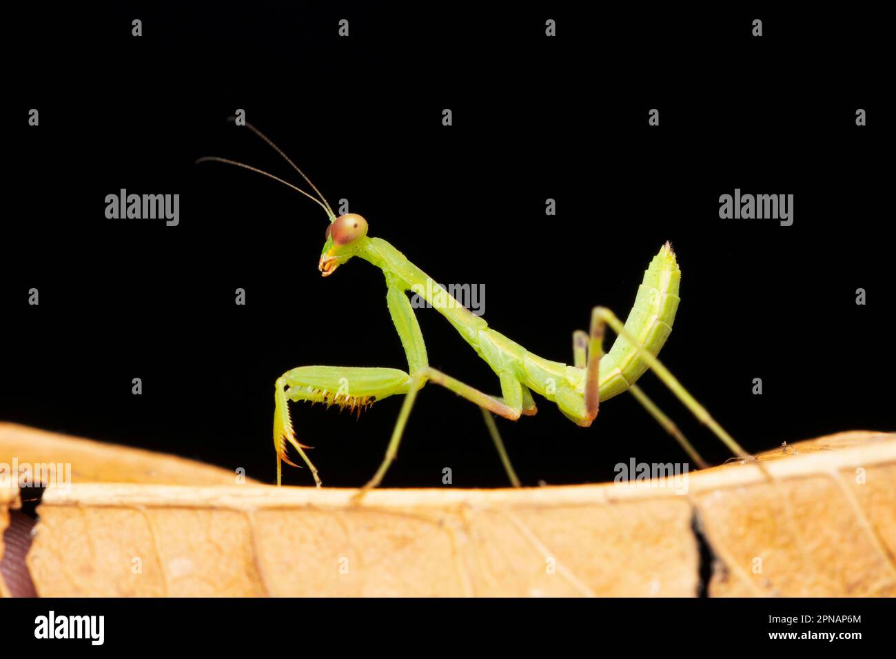 Lateral of red eyed green mantis hi-res stock photography and images ...