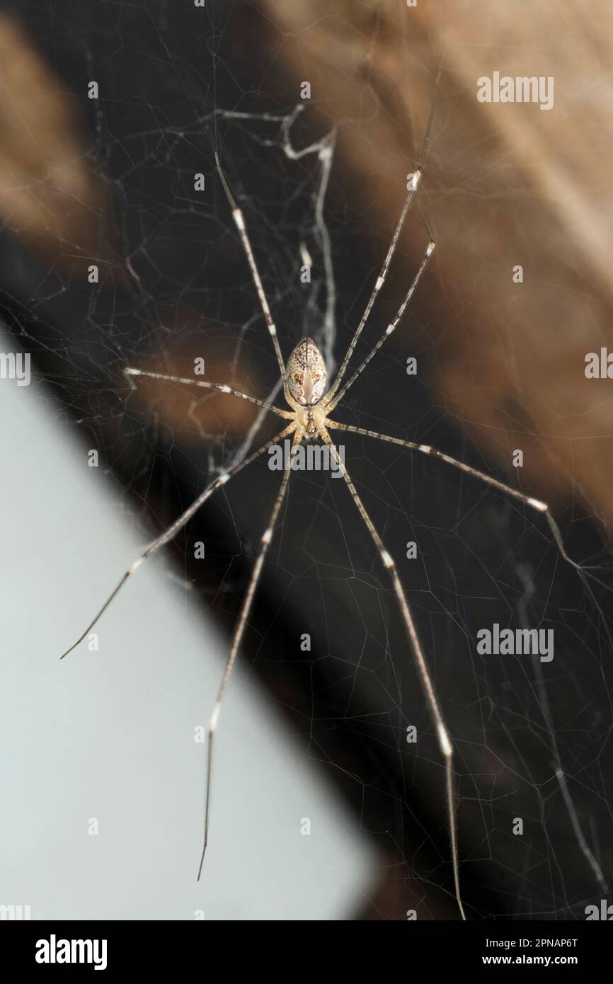 Long legged spider closeup, Pholcus phalangioides, Satara, Maharashtra ...