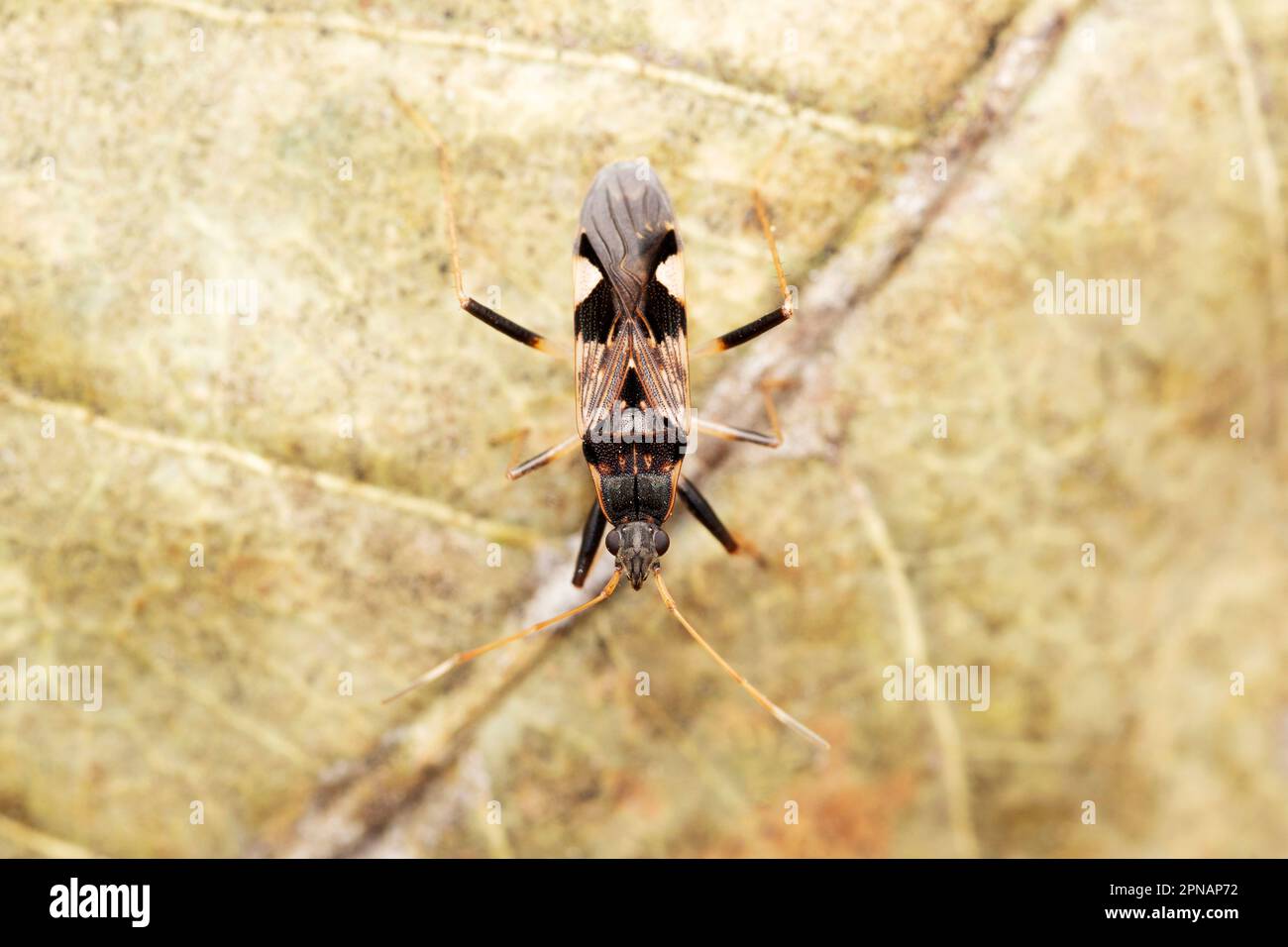 Ecosystem role hi-res stock photography and images - Alamy