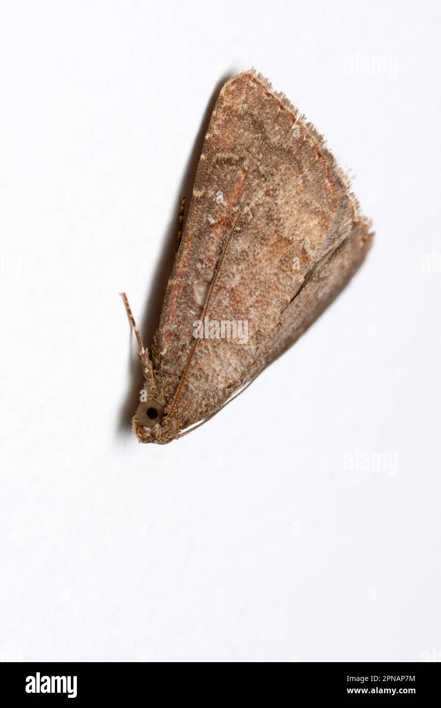 Brown Leaf Moth, Phallaria ophiusaria, Satara, Maharashtra, India Stock ...