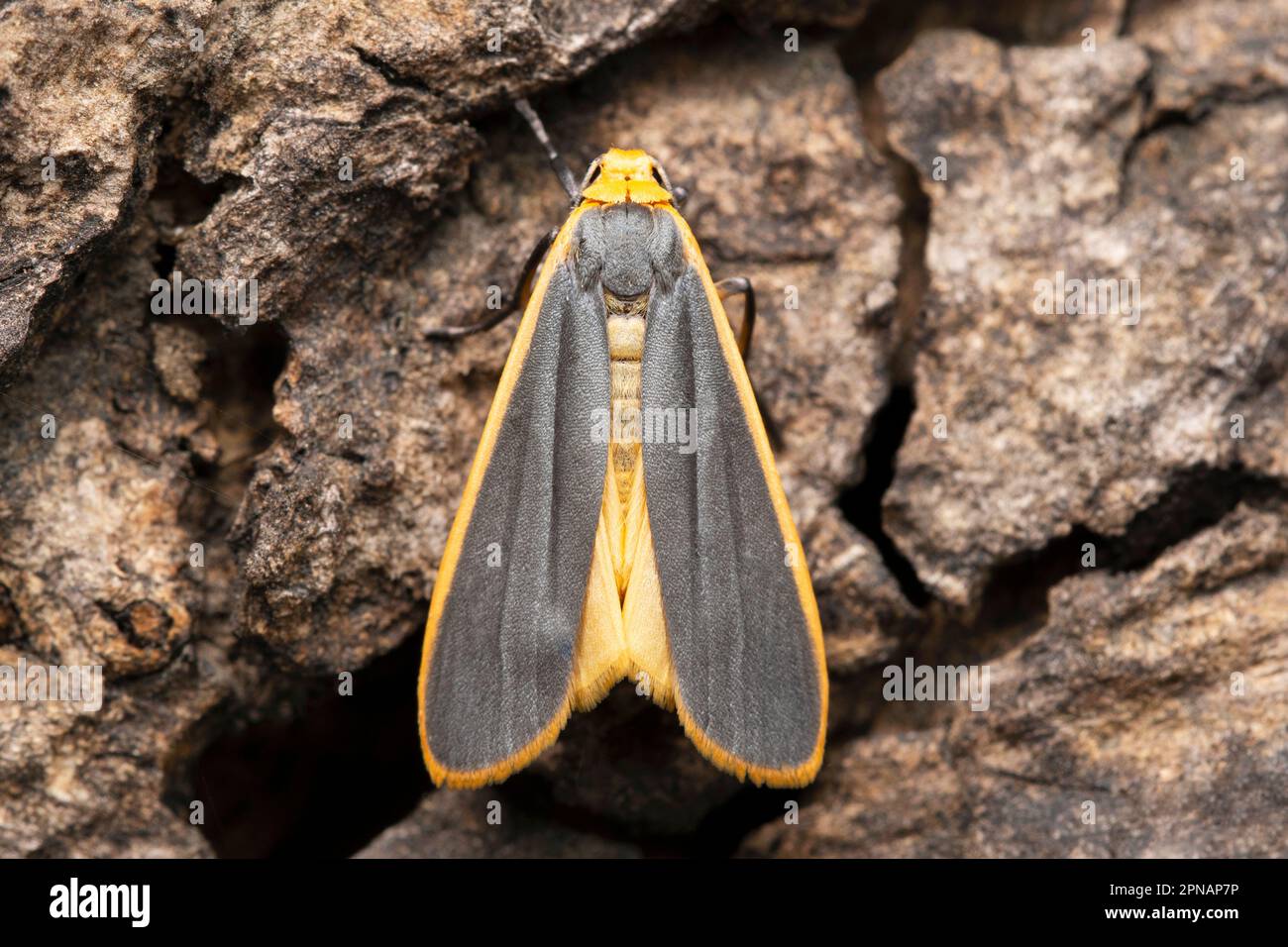 Common footman moth, Manulea lurideola, Satara, Maharashtra, India ...
