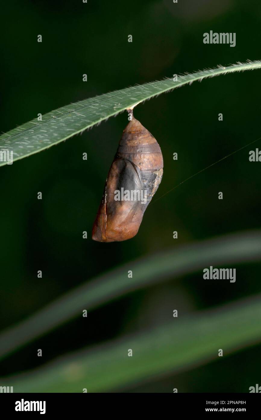 Plain tiger butterfly mature pupa, Danaus chrysippus, Satara ...