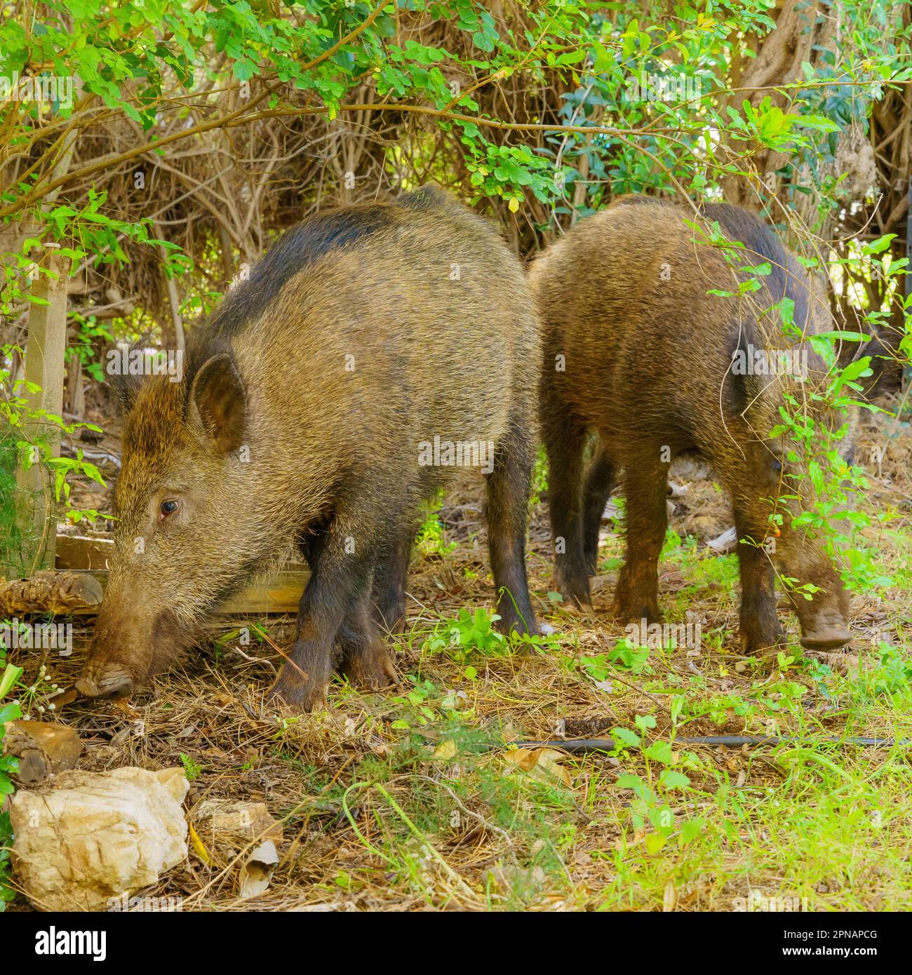 View of a wild boars in a house yard, in Haifa, Israel Stock Photo - Alamy