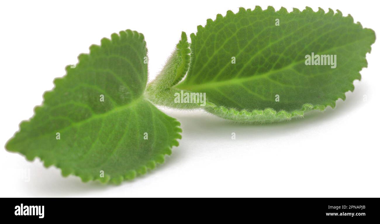 Green Oregano leaves over white background Stock Photo - Alamy