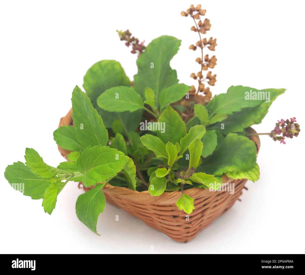 Thulsi leaf hi-res stock photography and images - Alamy