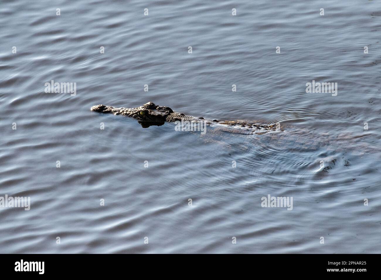 Telephoto shot of a nile crocodile - Crocodylus niloticus- floating in ...