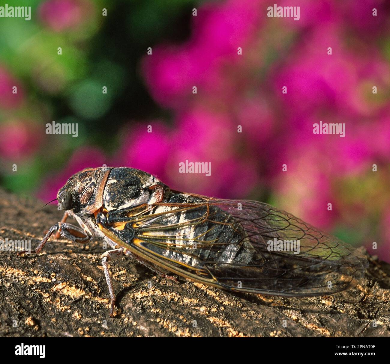 Cicada on a tree trunk in Provence Stock Photo - Alamy