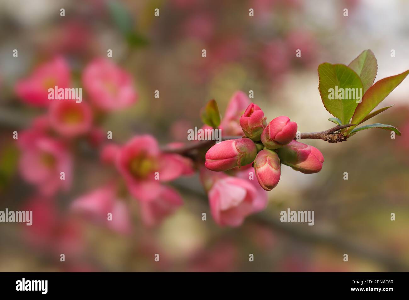 Large buds of future flowers on a the flowering shrub Chaenomeles ...