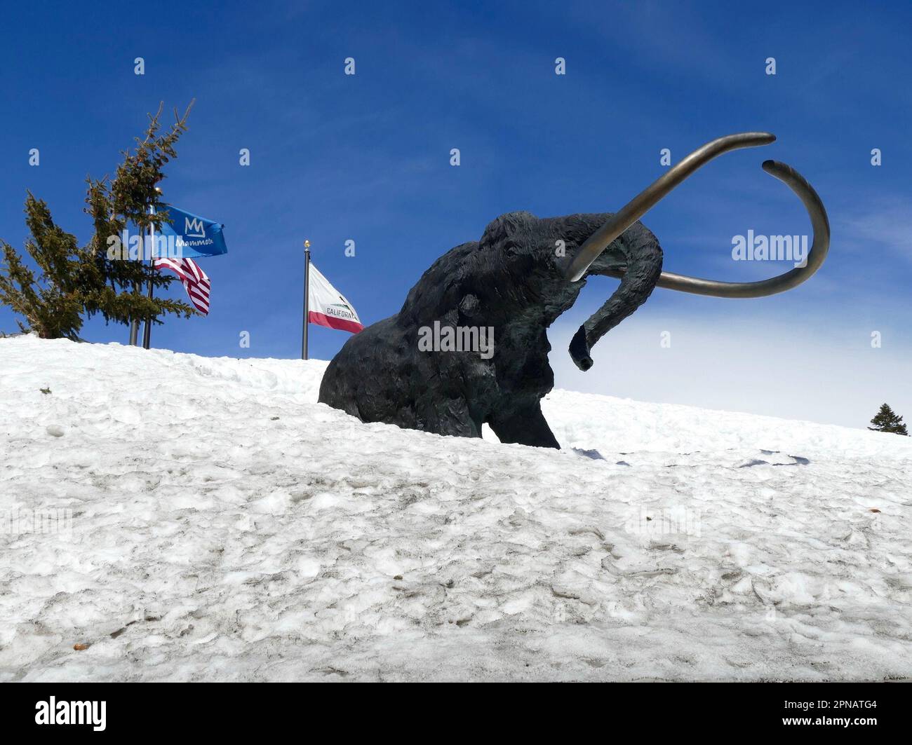 Mammoth, USA. 11th Apr, 2023. A mammoth, the mascot for the ski area in ...