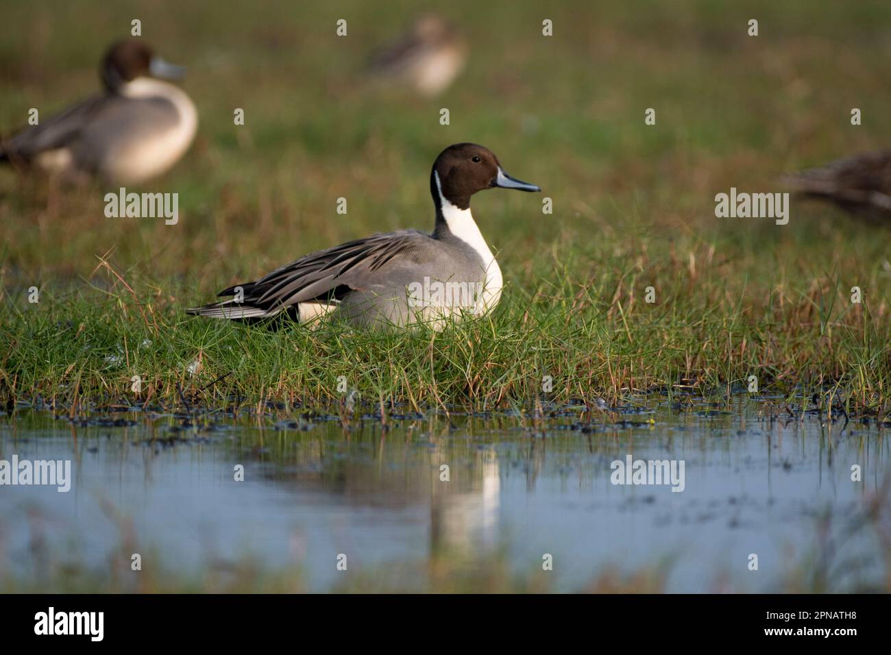 Slender pintail hi-res stock photography and images - Alamy