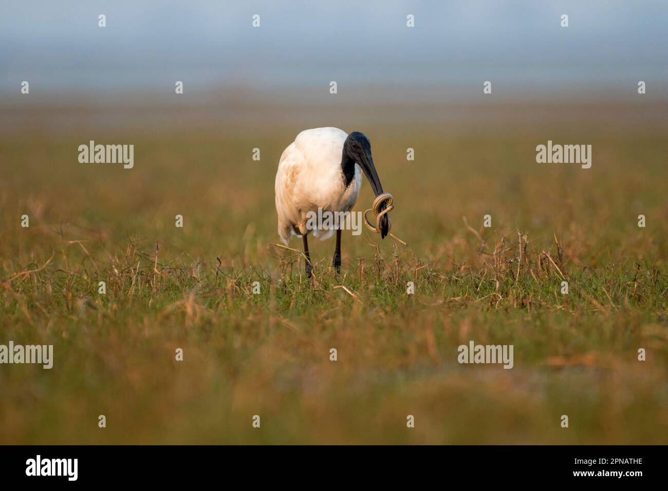 Black headed ibis bird preying on a snake Stock Photo - Alamy