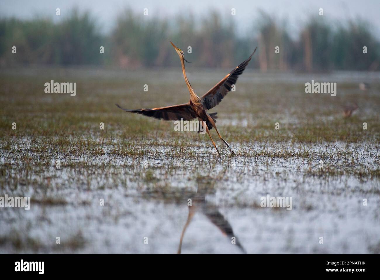 Blue heron water splash hi-res stock photography and images - Alamy