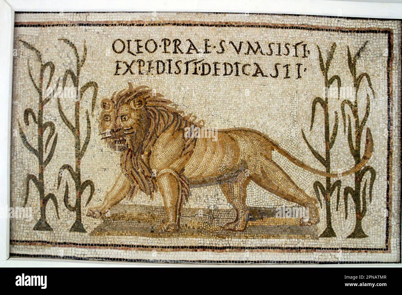 Mosaic Lion with Latin Inscription at the Bardo Museum in Tunis ...