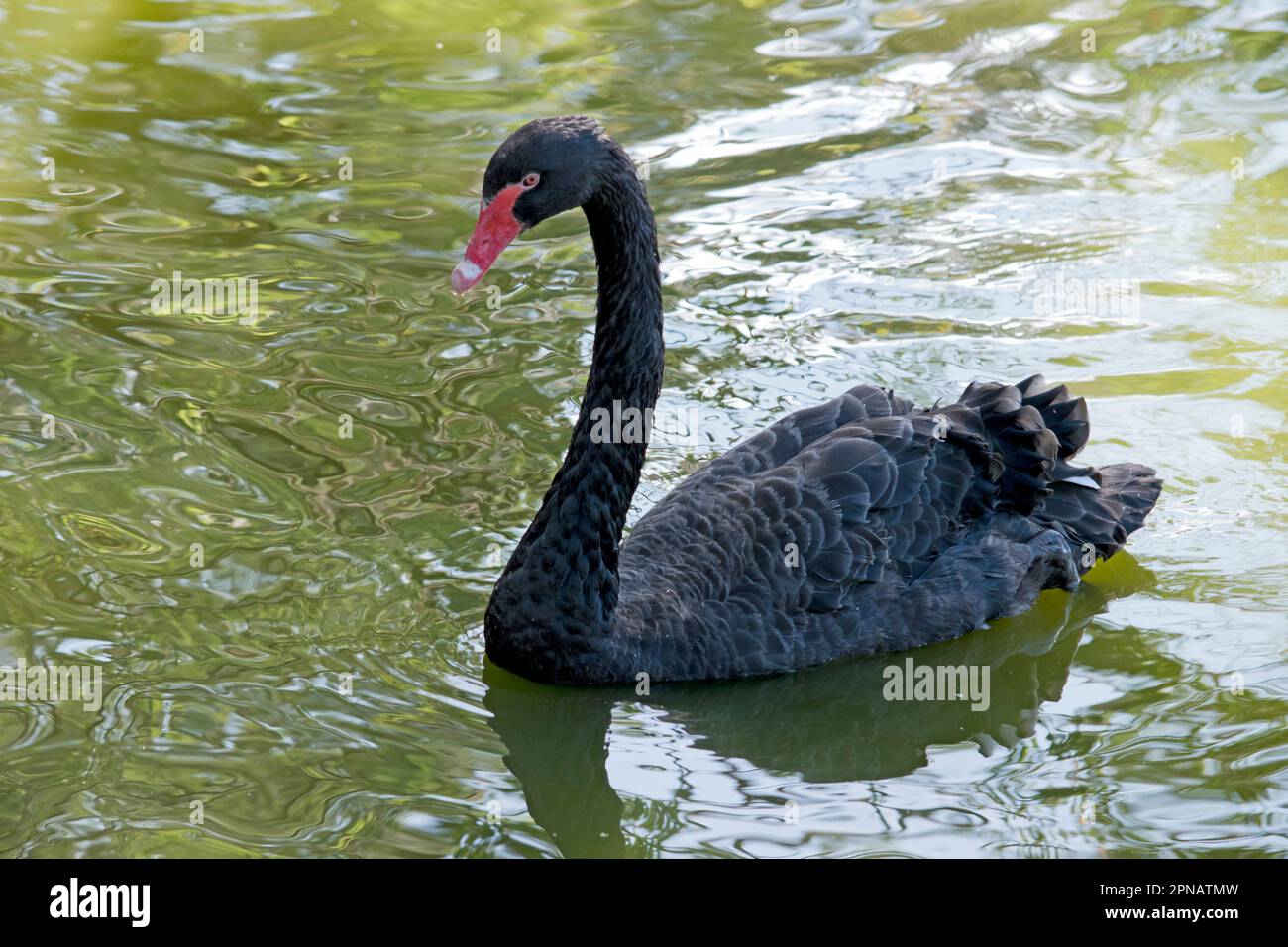 the black swan has black feathers edged with white, a red beak with a ...