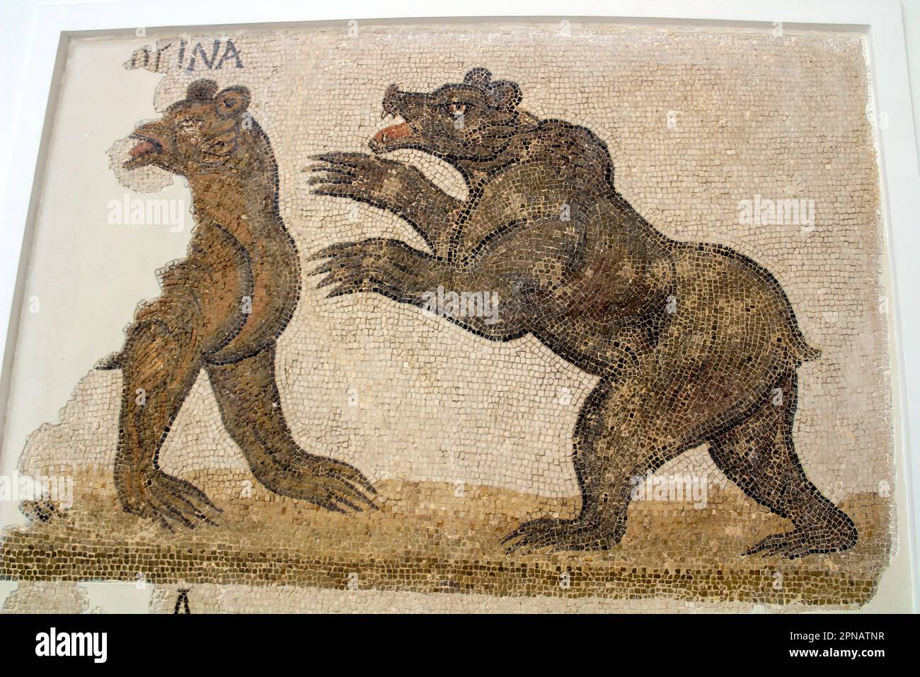 Roman Floor Mosaic Depicting Atlas Bear from the Bardo Museum, Tunis ...