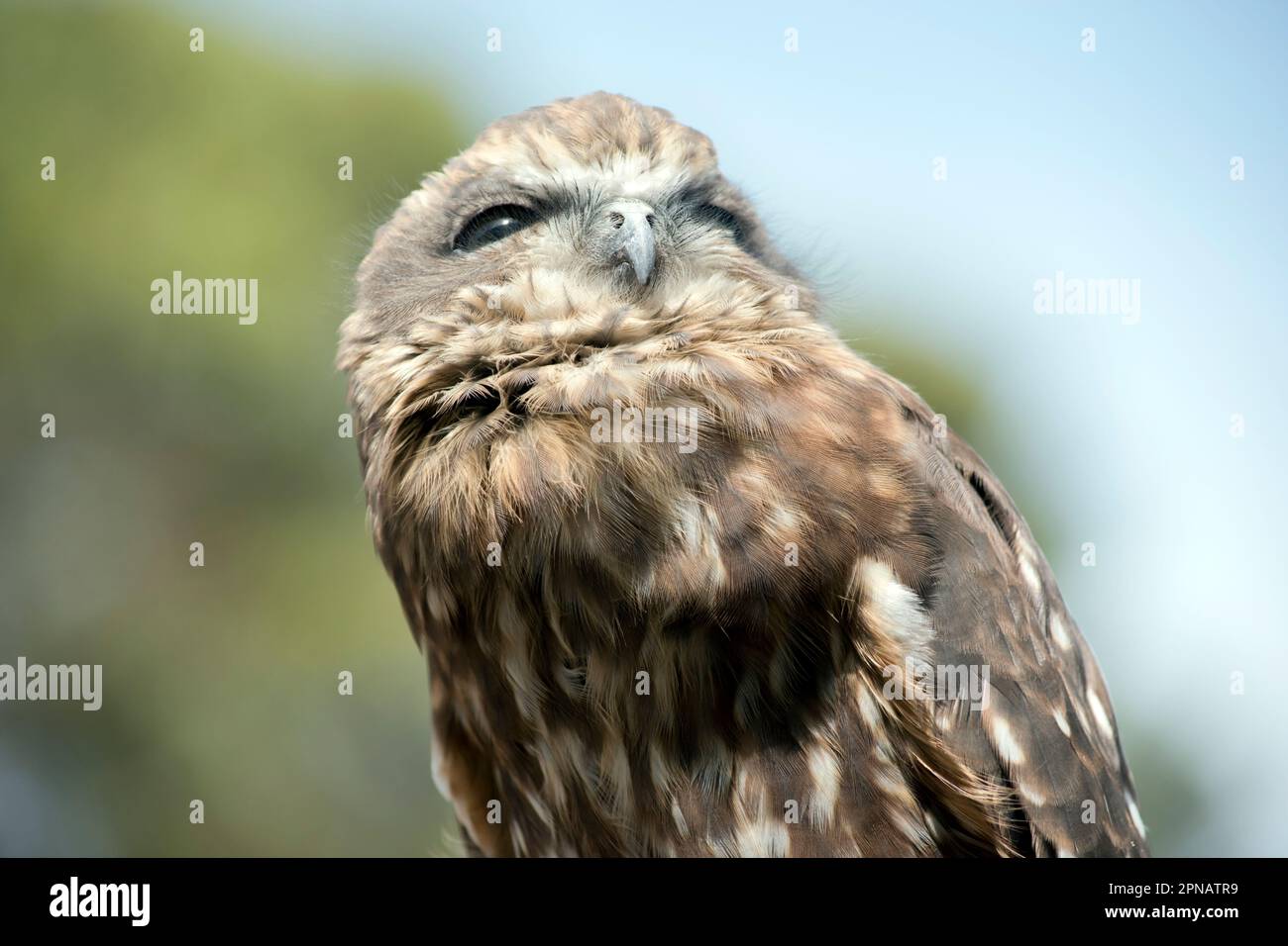 The boobook owl’s plumage, which is dark chocolate-brown above and ...