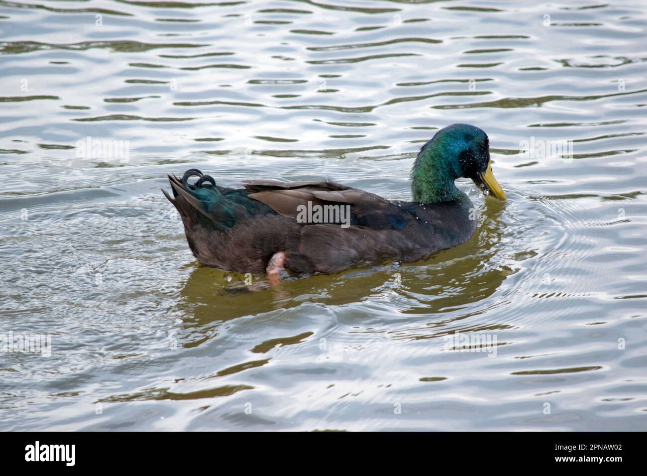 the chestnut teal male duck has a green head and neck and a brown body ...