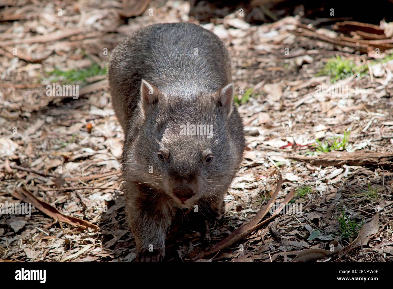 the common wombat has a large, blunt head with small eyes and ears, and ...