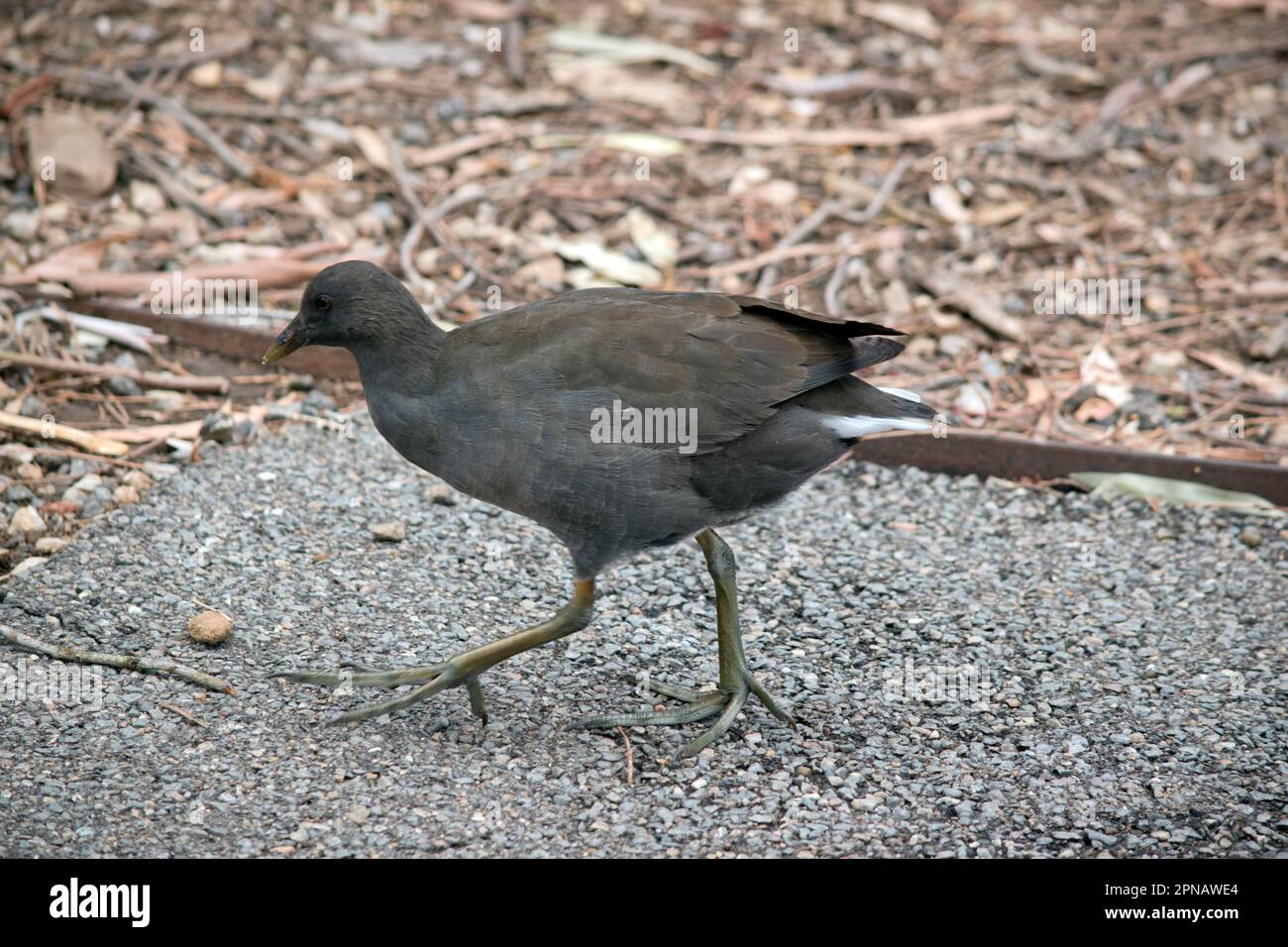 the dusky moorhen chick is all grey with brown eyes Stock Photo - Alamy
