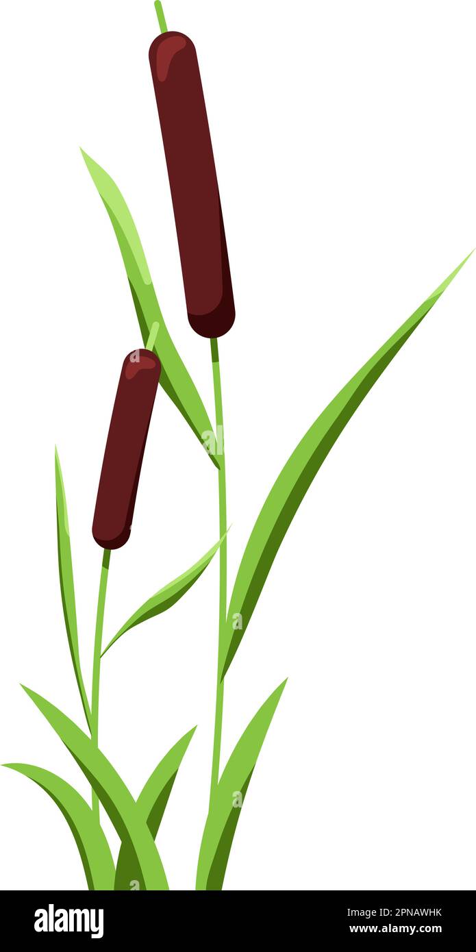 Reed water grass plant vector icon isolated on white background Stock ...