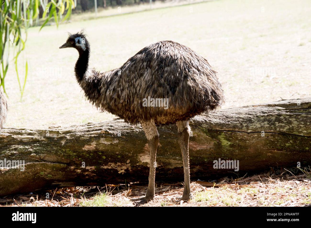 The Emu is a large bird. the emu is covered in primitive feathers that ...