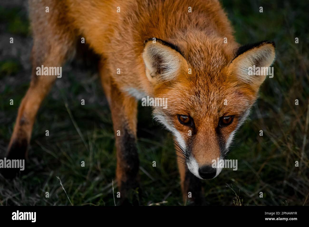 A red fox stands in a grassy field, surveying its surroundings with its ...