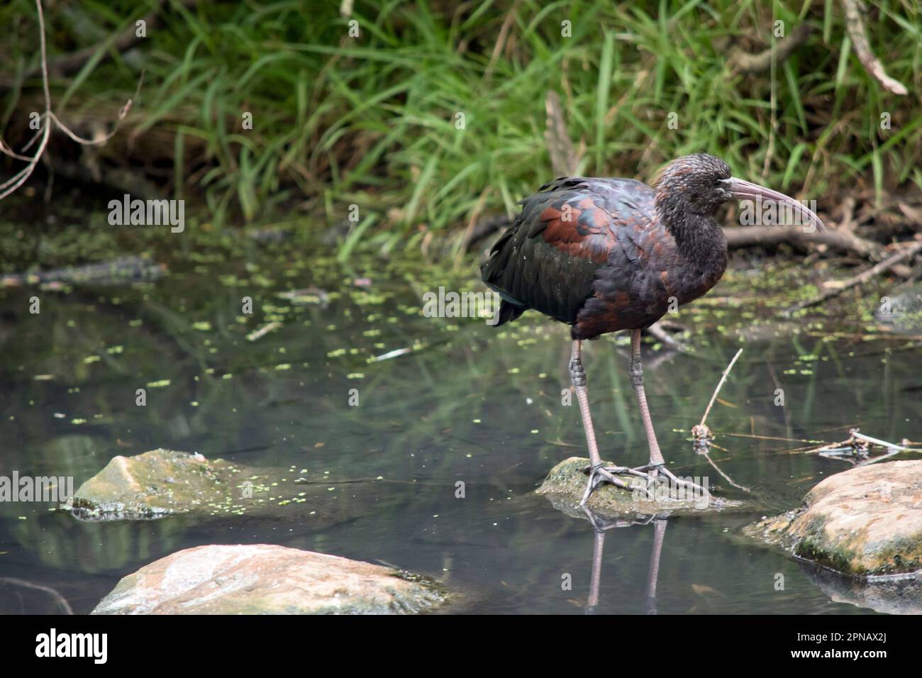 The glossy ibis neck is reddish-brown and the body is a bronze-brown ...