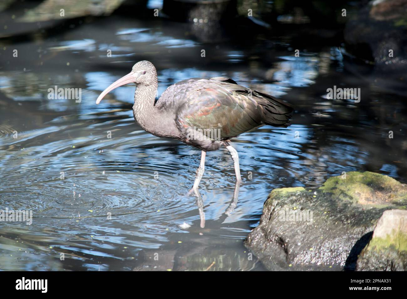 The glossy ibis neck is reddish-brown and the body is a bronze-brown ...