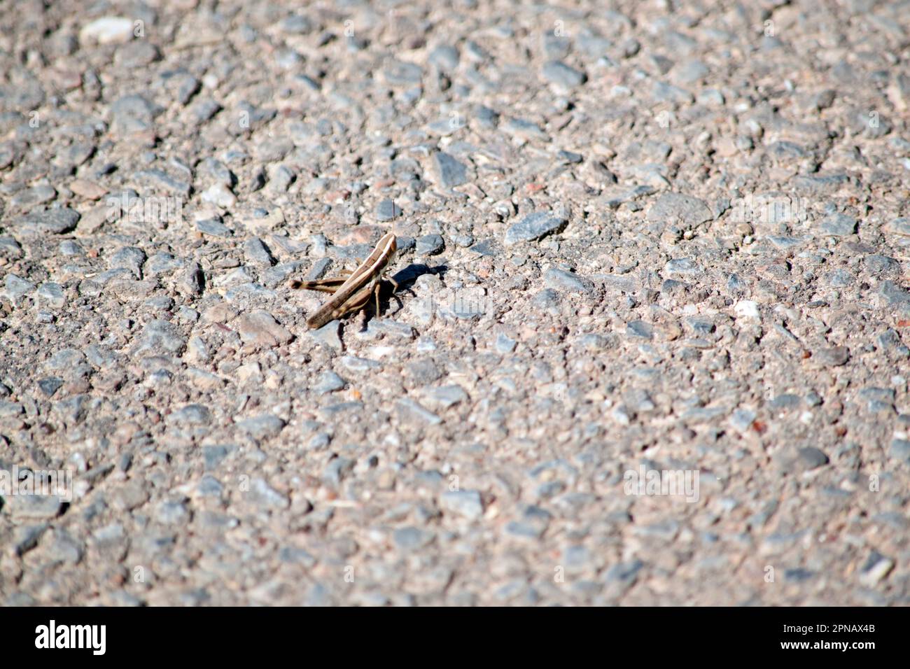 the grasshopper has chewing mouthparts, two pairs of wings, one narrow ...