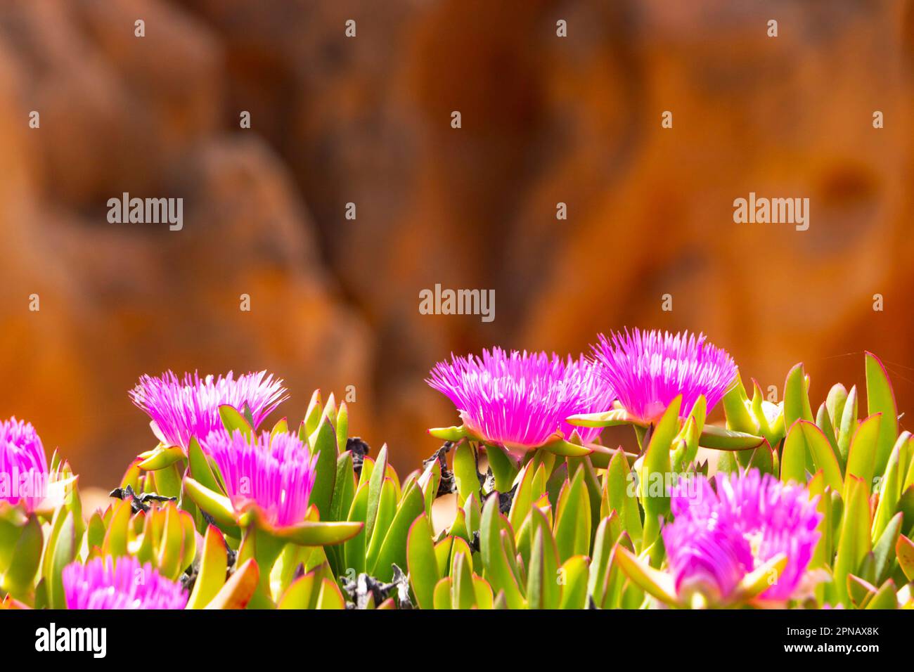 Abryanthemum acinaciforme pigface ice plant Carpobrotus acinaciformis ...