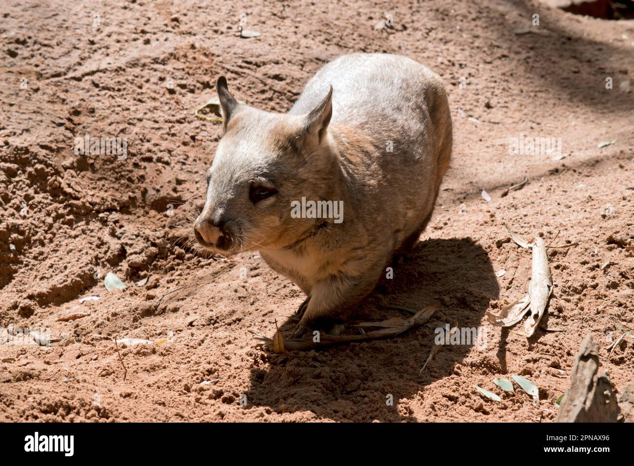 The hairy-nosed wombat has softer fur, longer and more pointed ears and ...