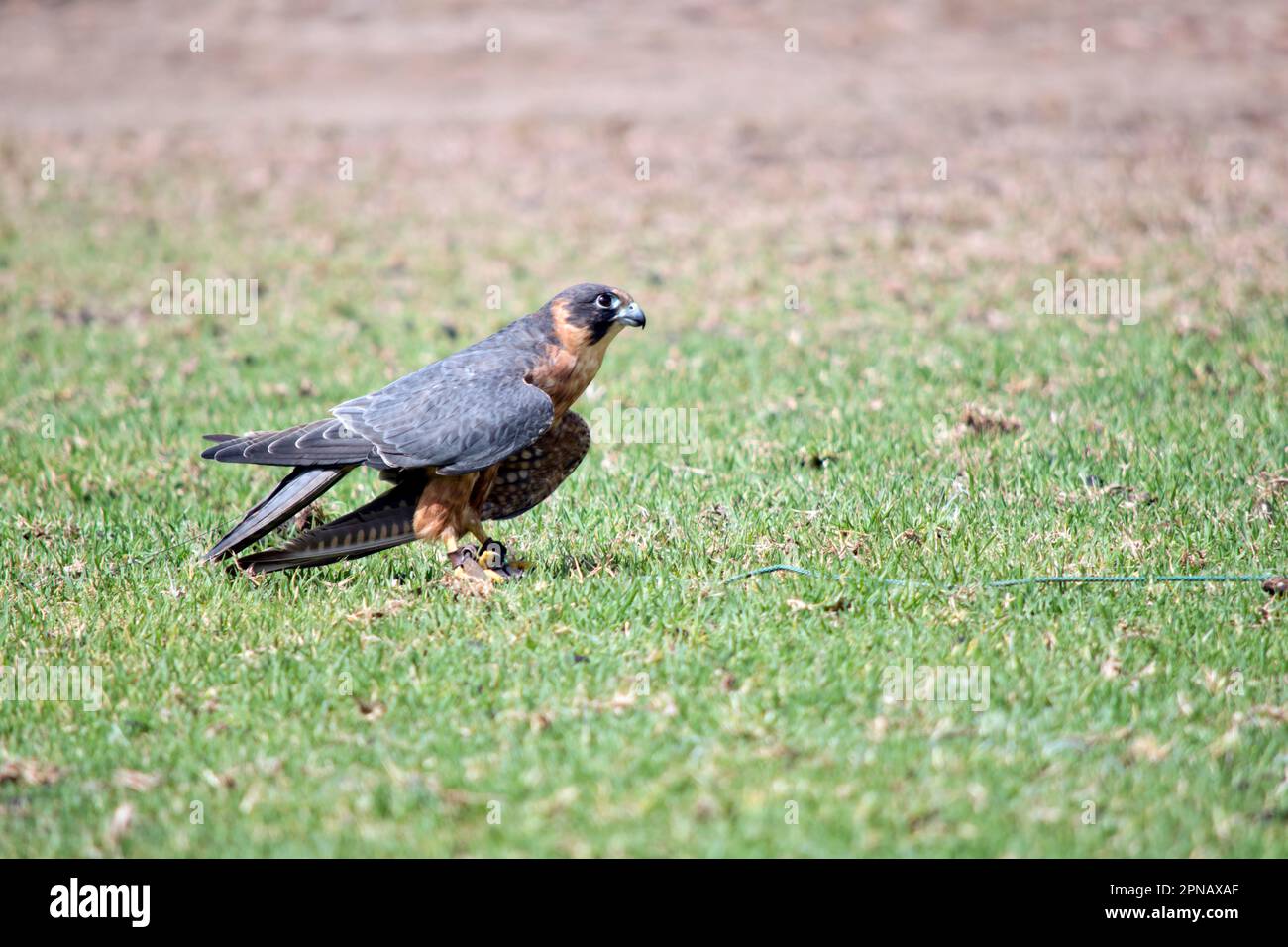 the hobby falcon is a fairly small, very swift falcon with long, narrow ...