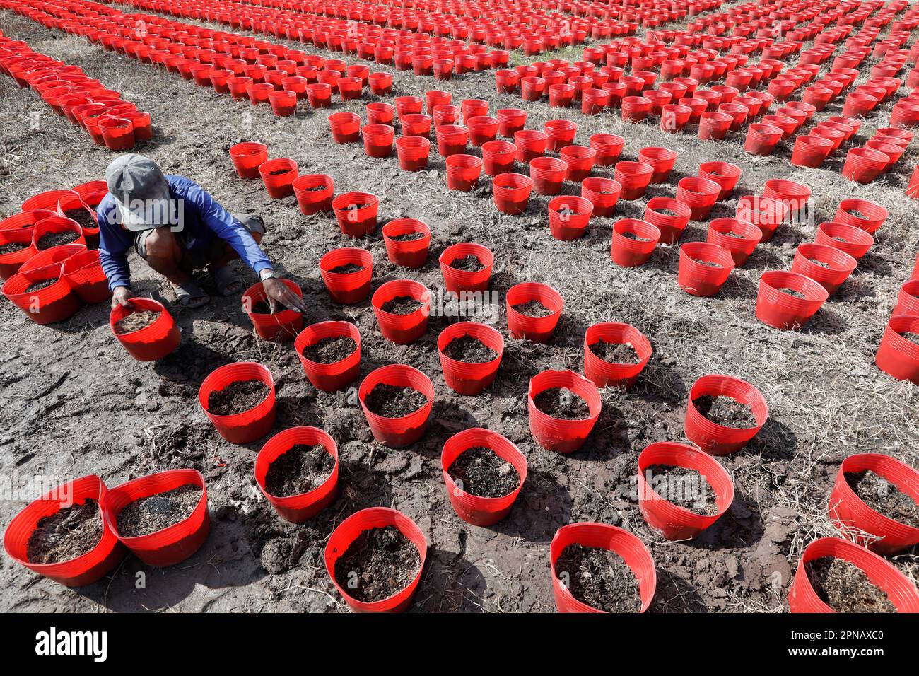 Agriculture. Farmer planting seedling in indivdual pot. Tan Chau ...
