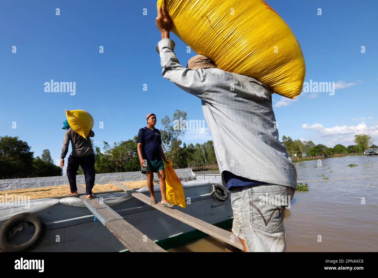 Argiculture. Rice harvest. Farmers carrying 50 kg rice bag on a boat ...