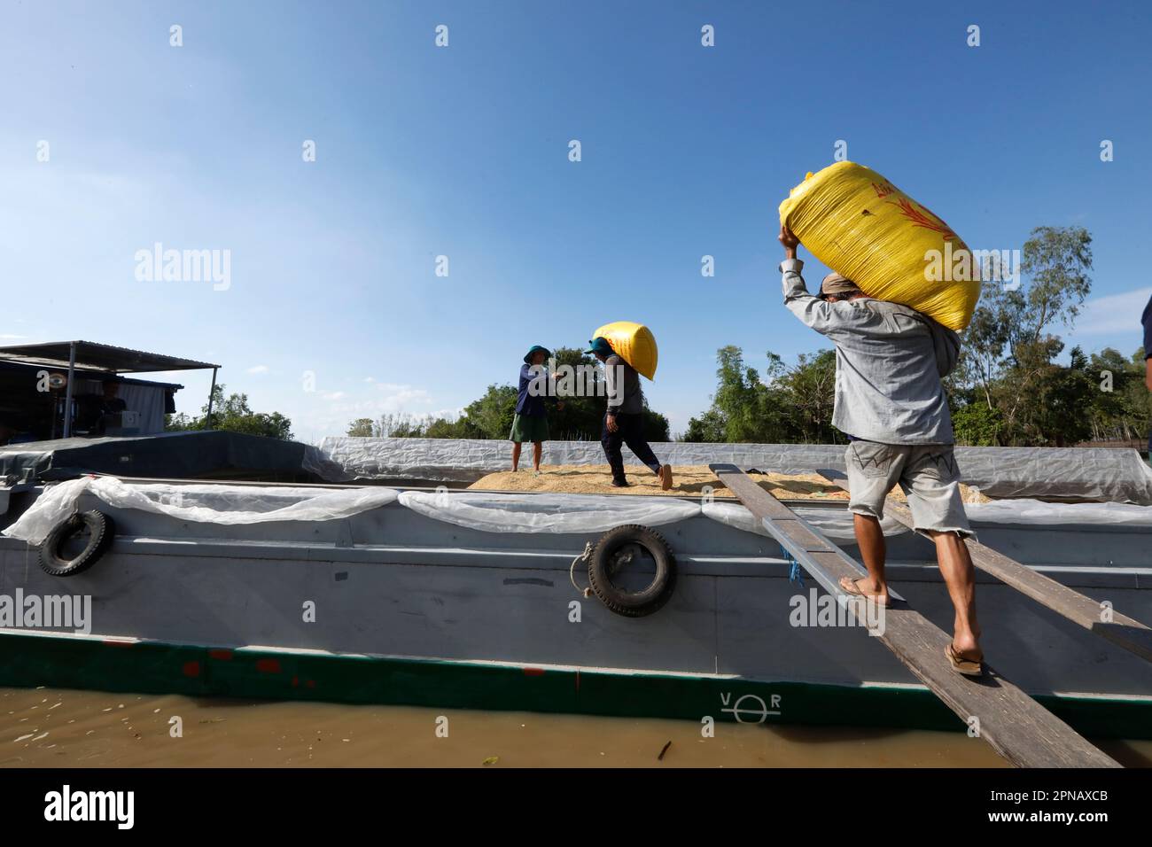 Argiculture. Rice harvest. Farmers carrying 50 kg rice bag on a boat ...