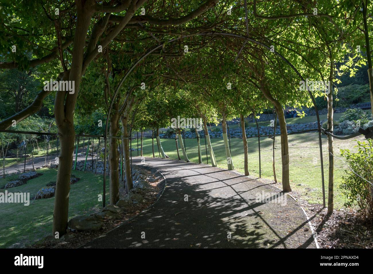 Laburnum arch hi-res stock photography and images - Alamy
