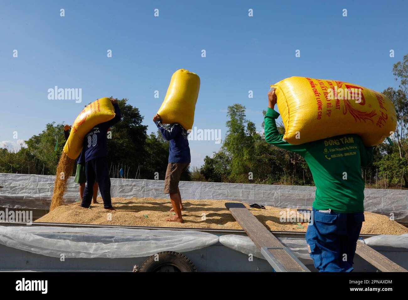 Argiculture. Rice harvest. Farmers carrying 50 kg rice bag on a boat ...