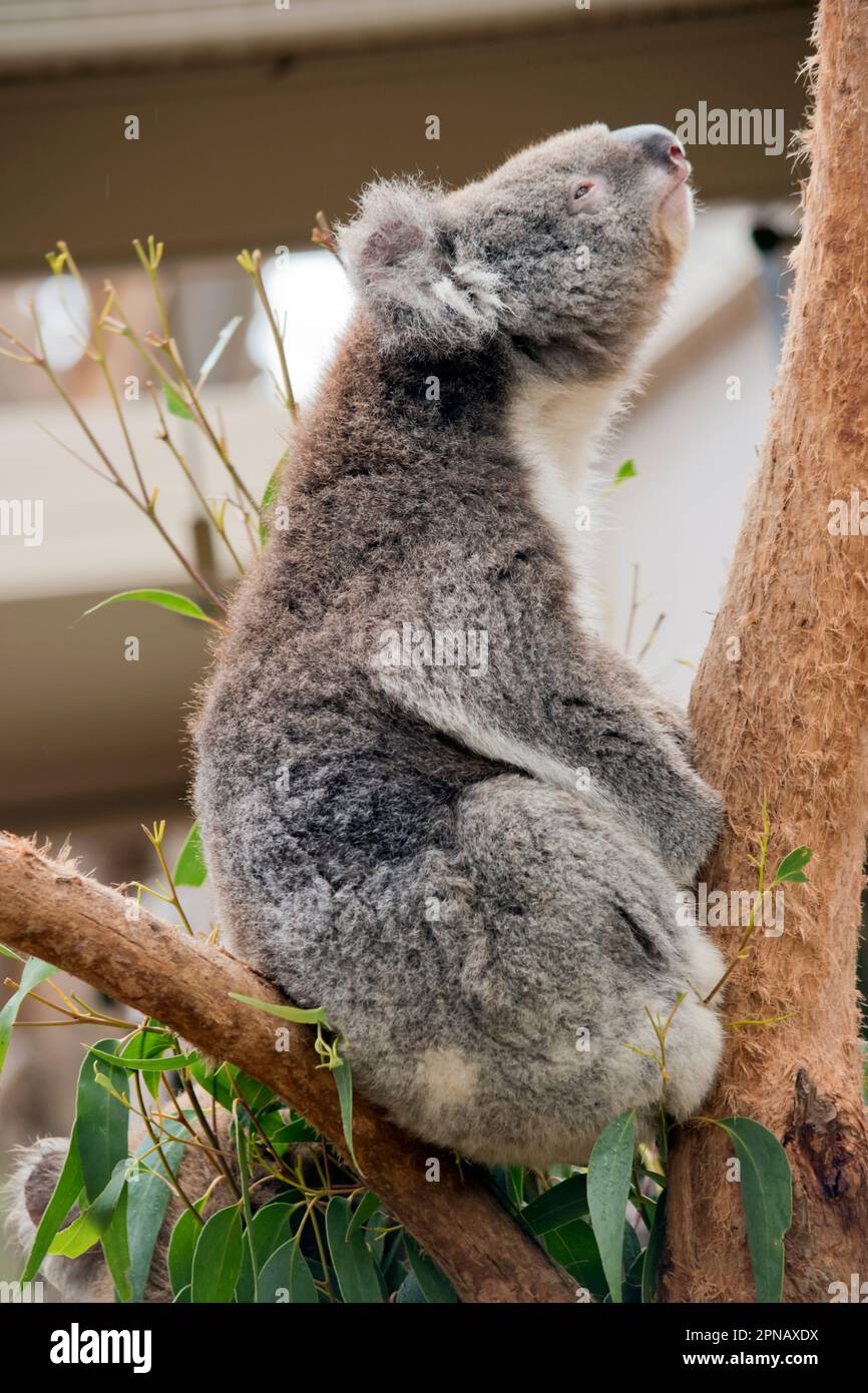 the koala has white fluffy ears, brown eyes and a large black nose ...