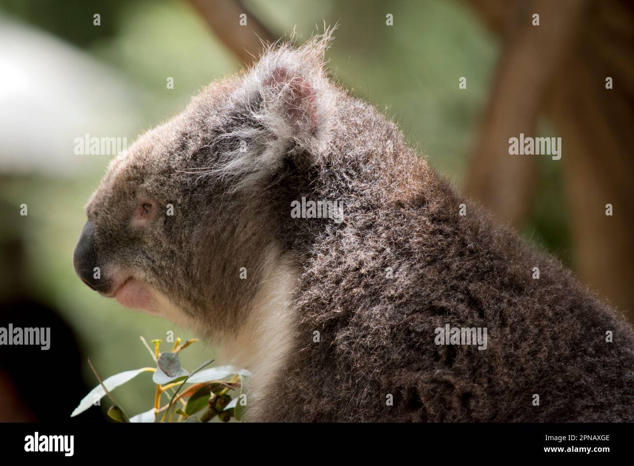 the Koala has a large round head, big furry ears and big black nose ...