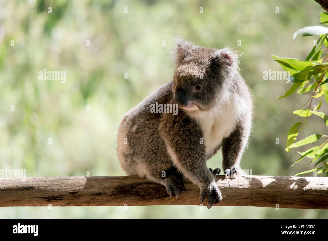 The Koala has a large round head, big furry ears and big black nose ...