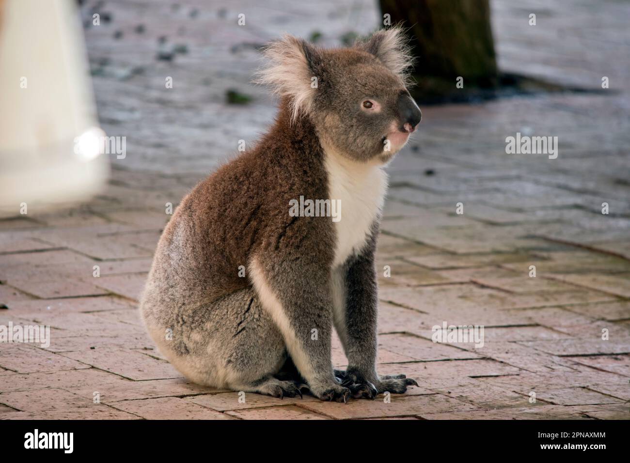 The Koala has a large round head, big furry ears and big black nose ...