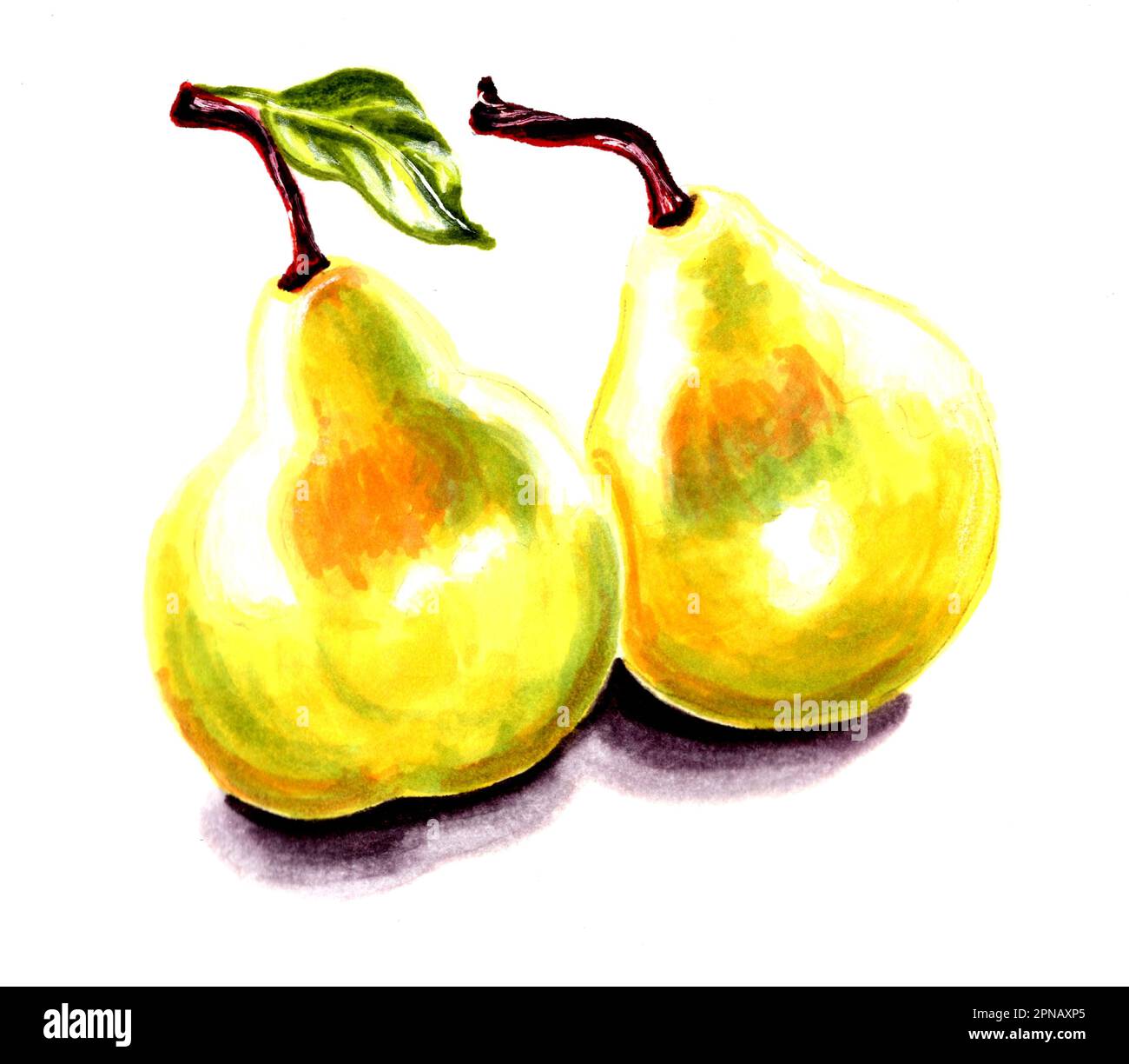 Drawing of two yellow pears with a leaf. JPEG botanical illustration of ...