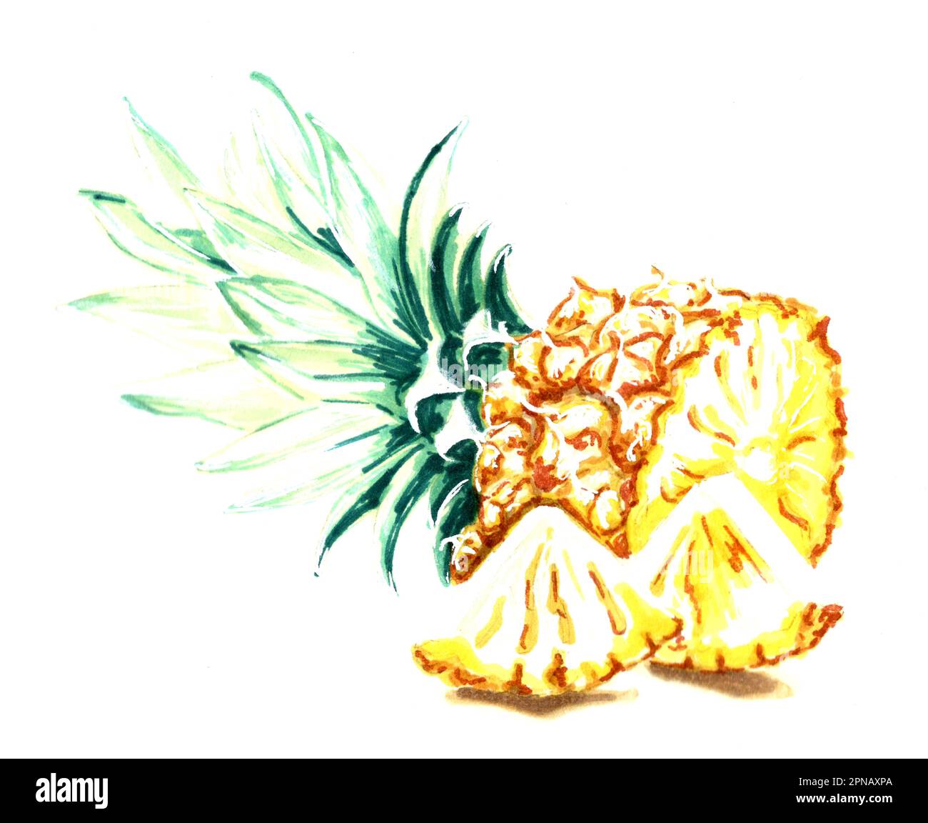 Drawing of pineapple cut with two slices. JPEG botanical illustration ...